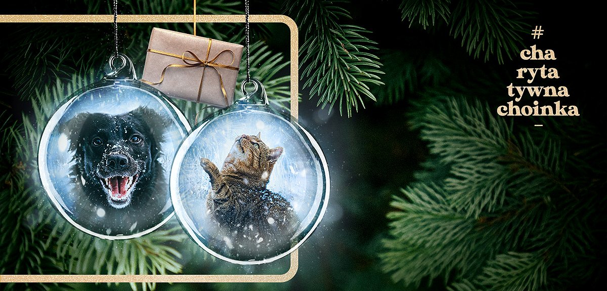 Akcja "Karmimy Psiaki" - #CharytatywnaChoinka | Miasto z Wizją