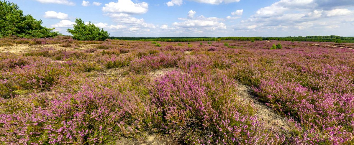 Warto "zajrzeć" na Kłomińskie Wrzosowiska | Miasto z Wizją